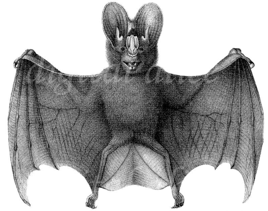 VINTAGE BAT PRINT Halloween Art - Printable Image Graphic Digital ...