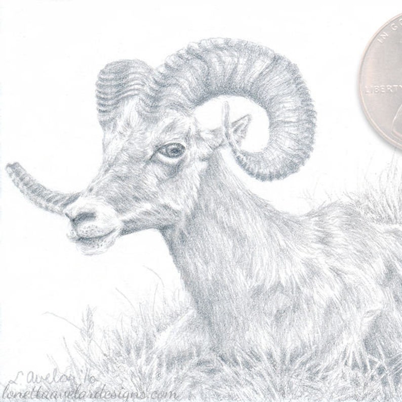 Bighorn Sheep Art Original Sketch in Silverpoint Lodge | Etsy