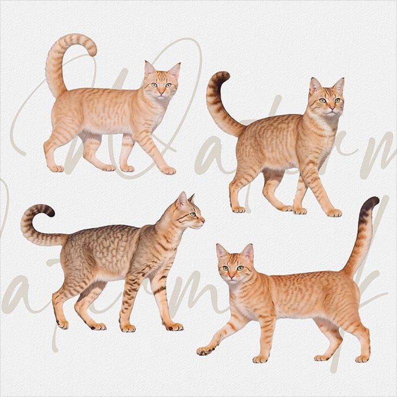 Cute Cat, Transparent PNG, Cat Clipart Set, Cat Illustration, Digital ...