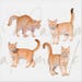 Cute Cat, Transparent PNG, Cat Clipart Set, Cat Illustration, Digital ...