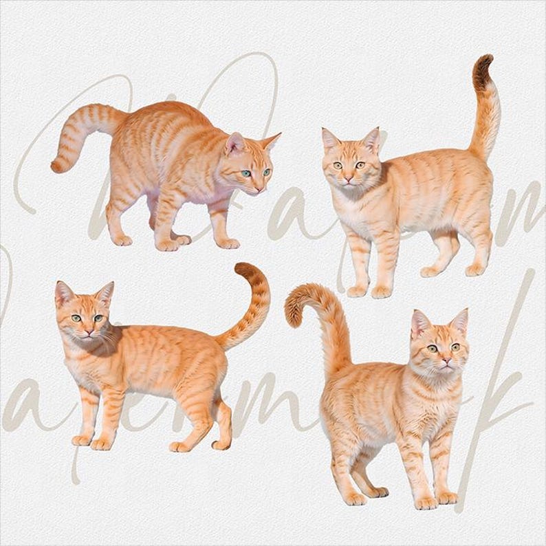 Cute Cat, Transparent PNG, Cat Clipart Set, Cat Illustration, Digital ...