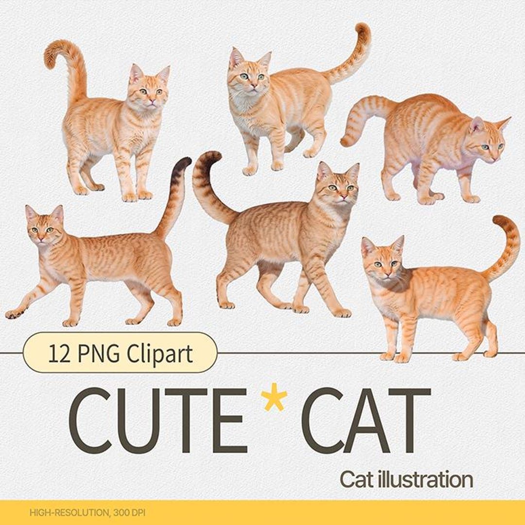 Cute Cat, Transparent PNG, Cat Clipart Set, Cat Illustration, Digital ...