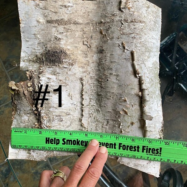 White Birch Bark - Etsy