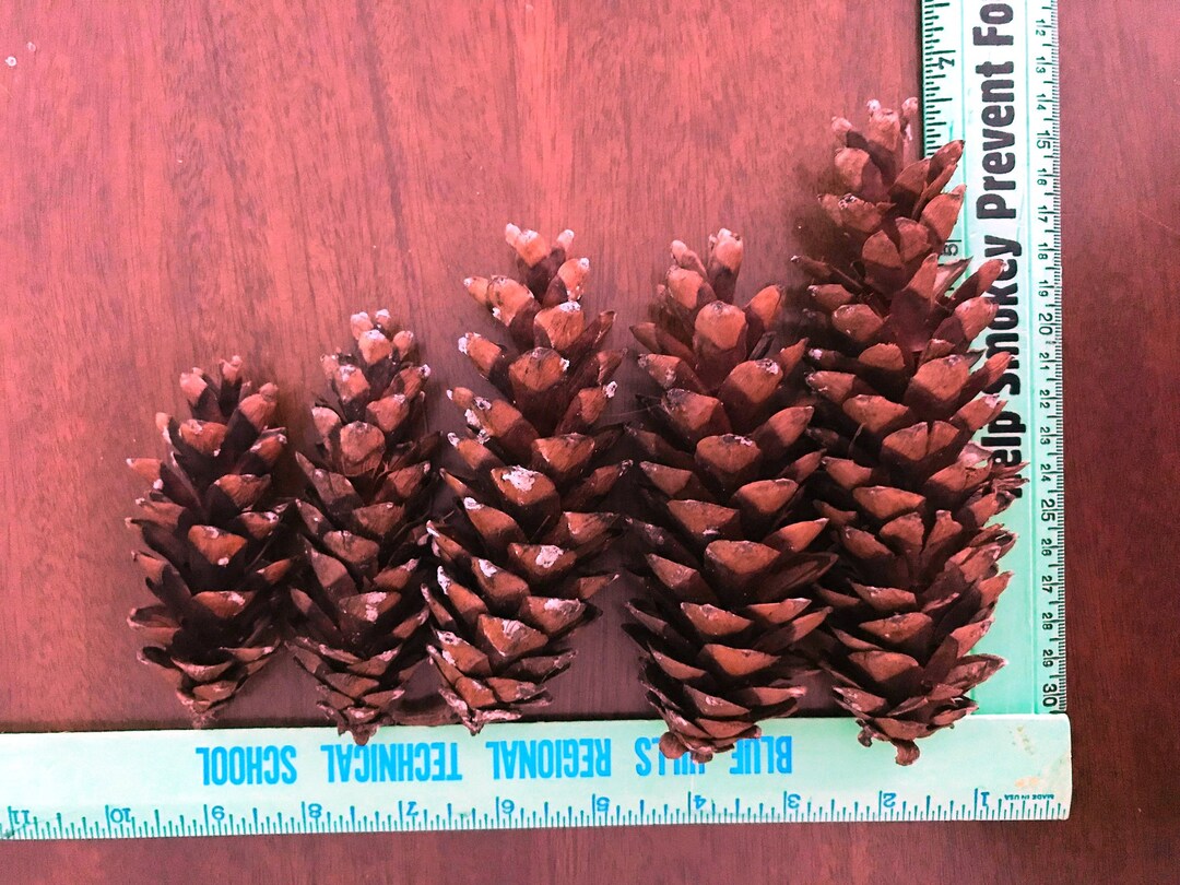 Pinecones, Natural Pinecones, Assorted Sizes, Large Crafts, Christmas ...
