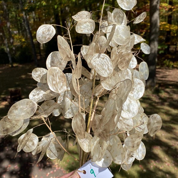 Dried Lunaria - Etsy