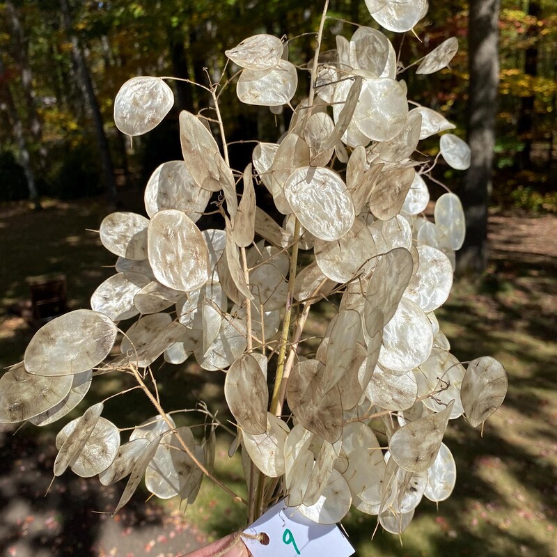 Dried Lunaria - Etsy