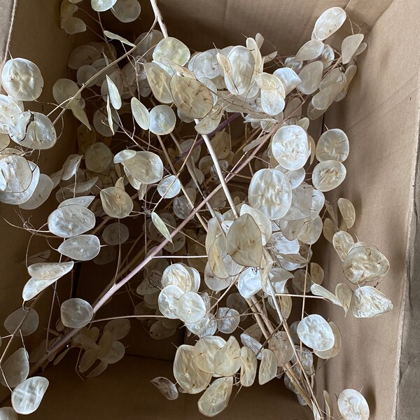 Dried Lunaria - Etsy