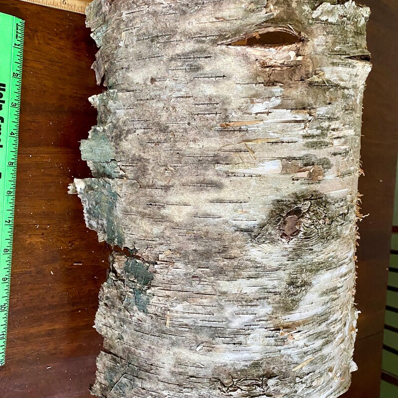 Birch Bark Sheets - Etsy
