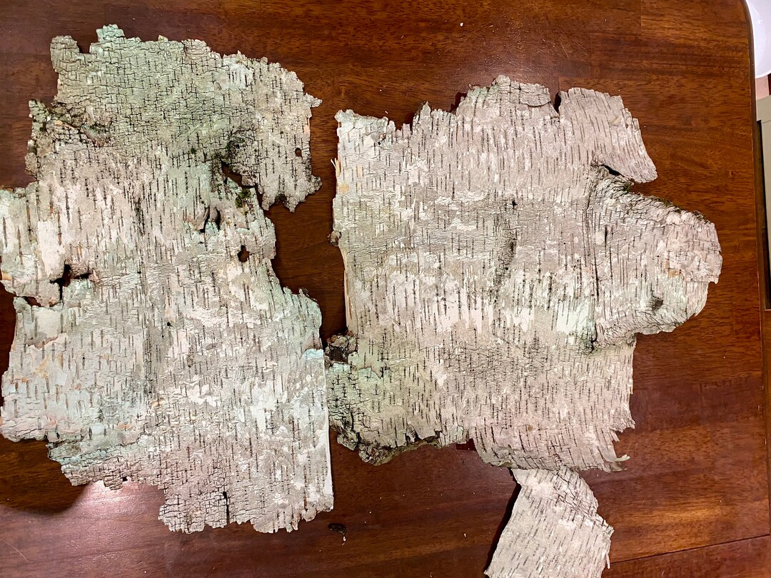 Two for One Birch Bark Sheet, Natural White Birch, Bark, 15” X 22 ...