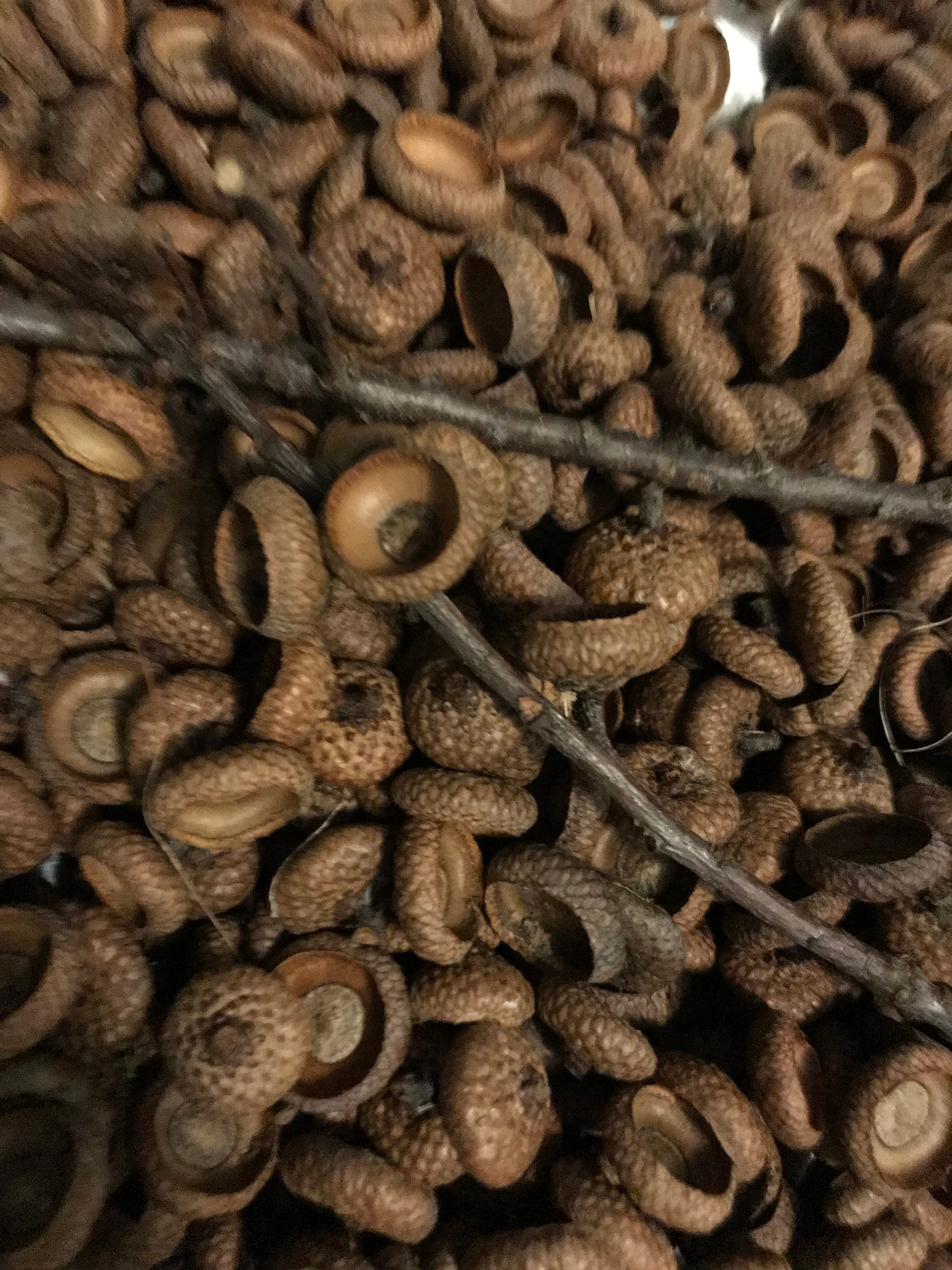 50 Acorn CAPS Only Natural Organic Large Crafts Fall - Etsy