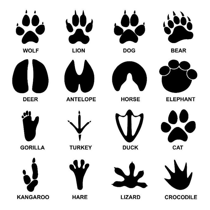 Animal Tracks Svg - Etsy