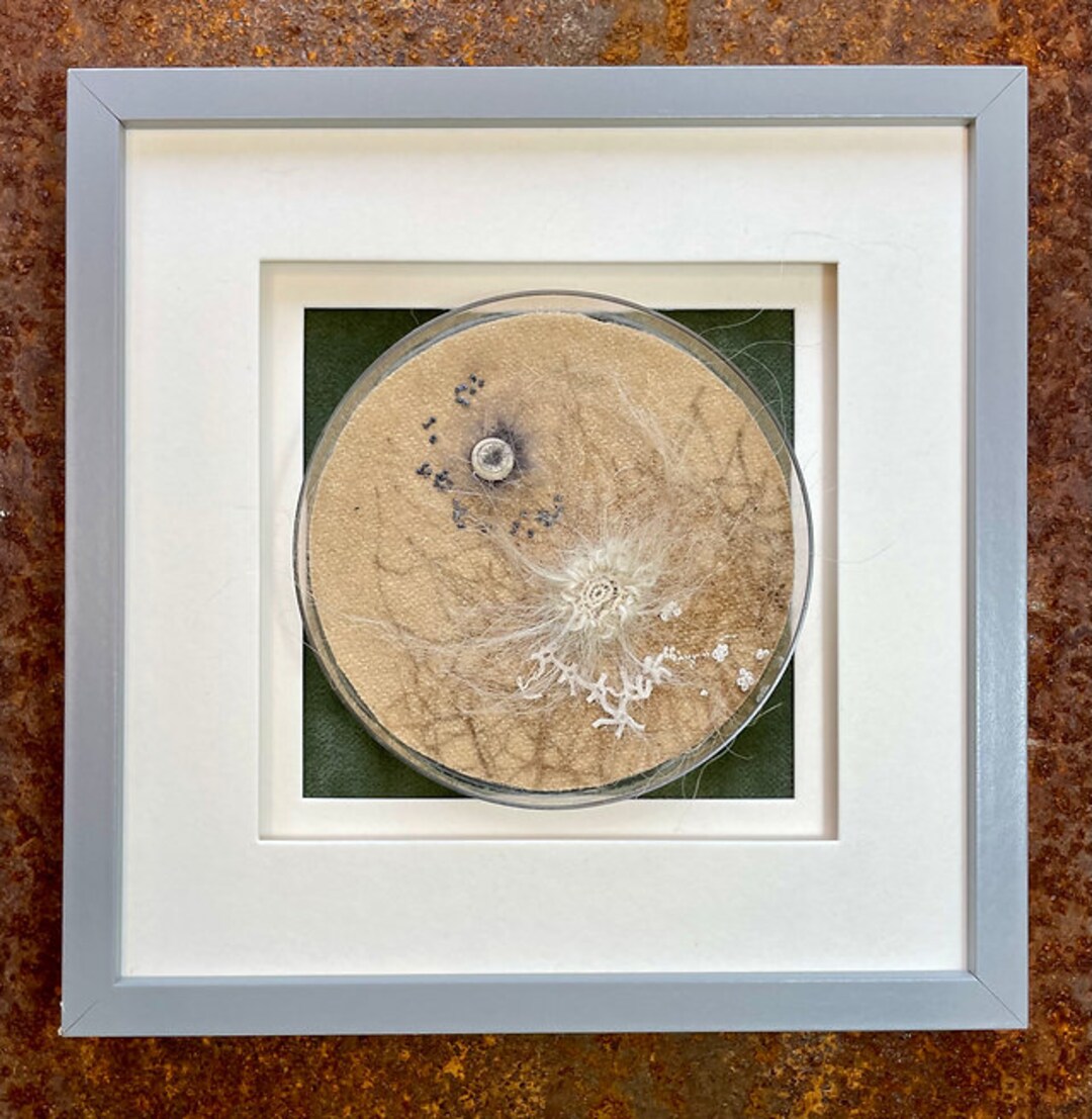 Textile Bacteria in Petri Dish ~ Framed - Etsy
