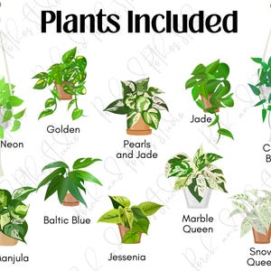 Pothos Plant Varieties Poster: Printable Botanical Wall Art (PNG and ...