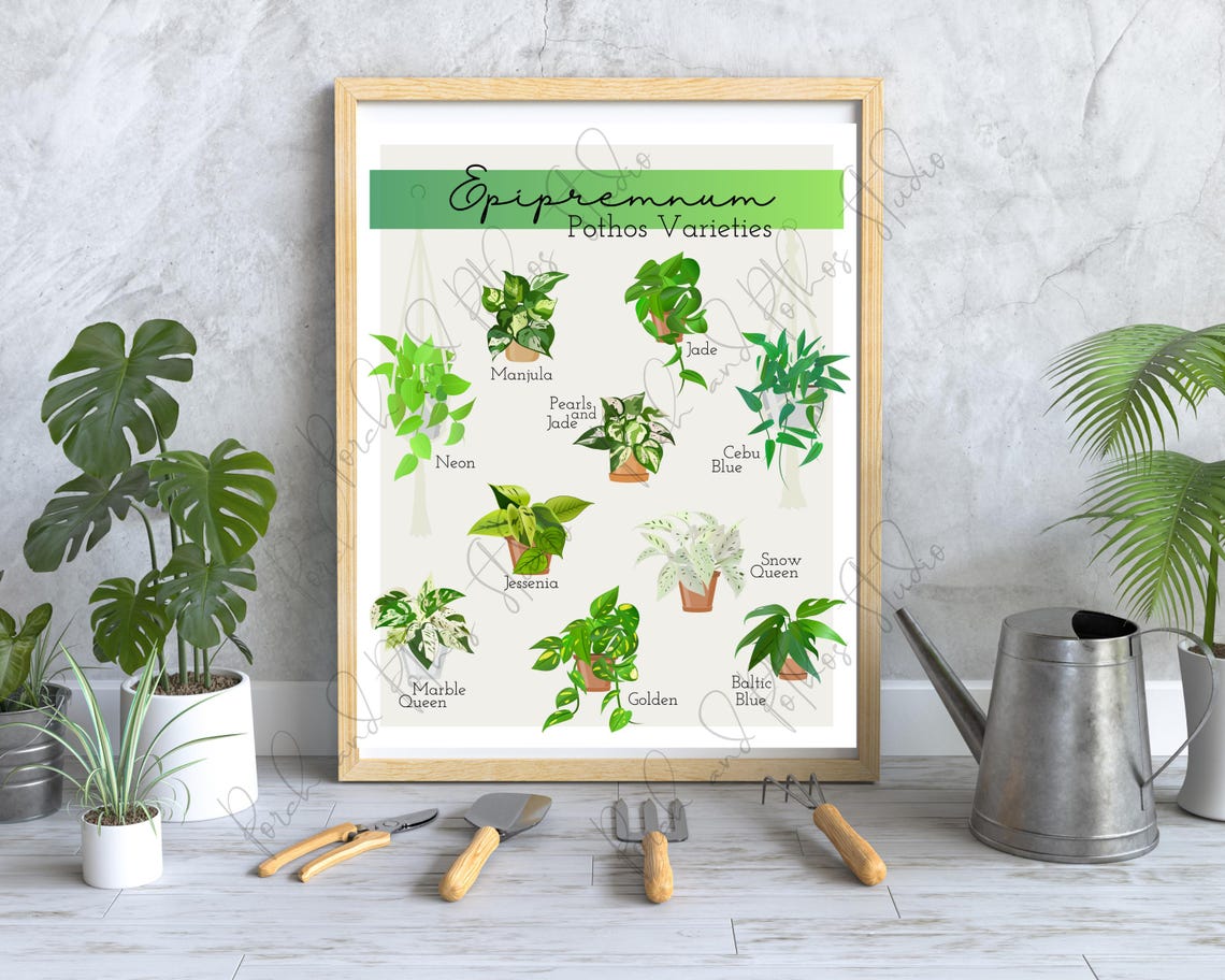 Pothos Plant Varieties Poster: Printable Botanical Wall Art (PNG and ...