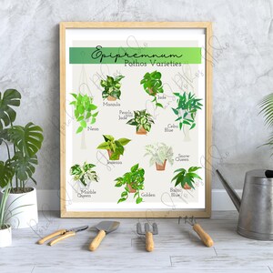 Pothos Plant Varieties Poster: Printable Botanical Wall Art (PNG and ...