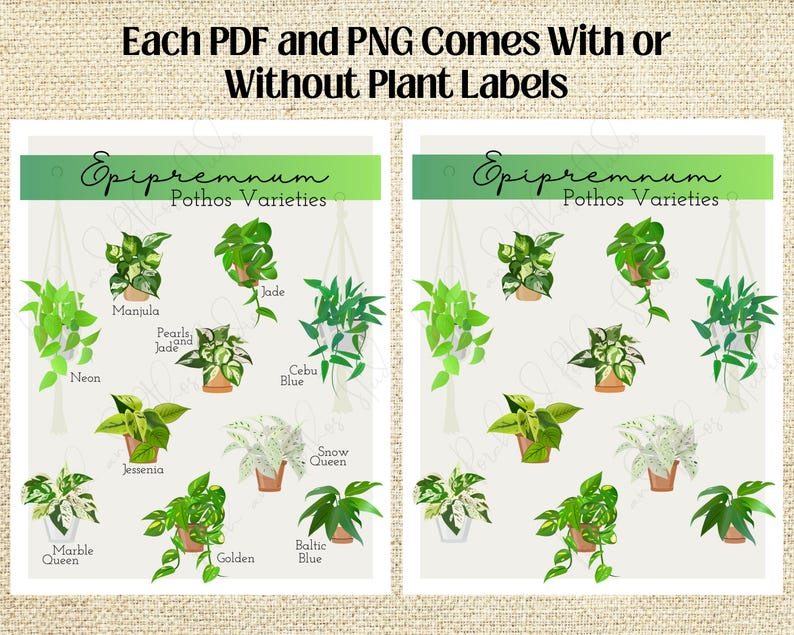 Pothos Plant Varieties Poster: Printable Botanical Wall Art (PNG and ...