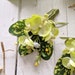 Orchid Flower Wedding Buttonhole, Orchid Boutonnière, Beach Wedding ...