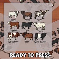 Highland Cow Sublimation Transfer, Cows, Farm, Heifer, Highland Cow in ...