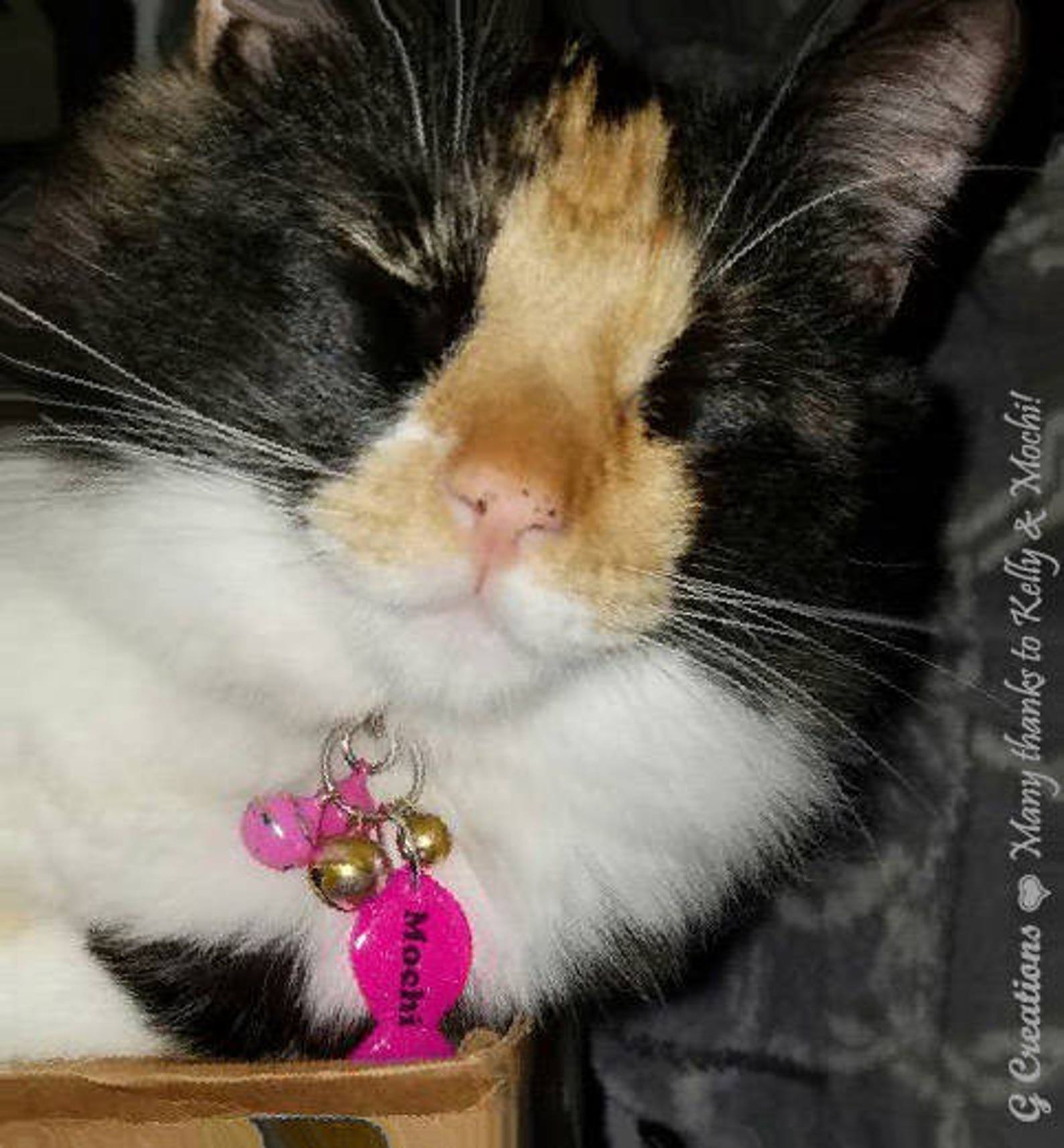 Glitter Fish Cat Tag GLOWING Custom Color Cat ID Pet Tag - Etsy