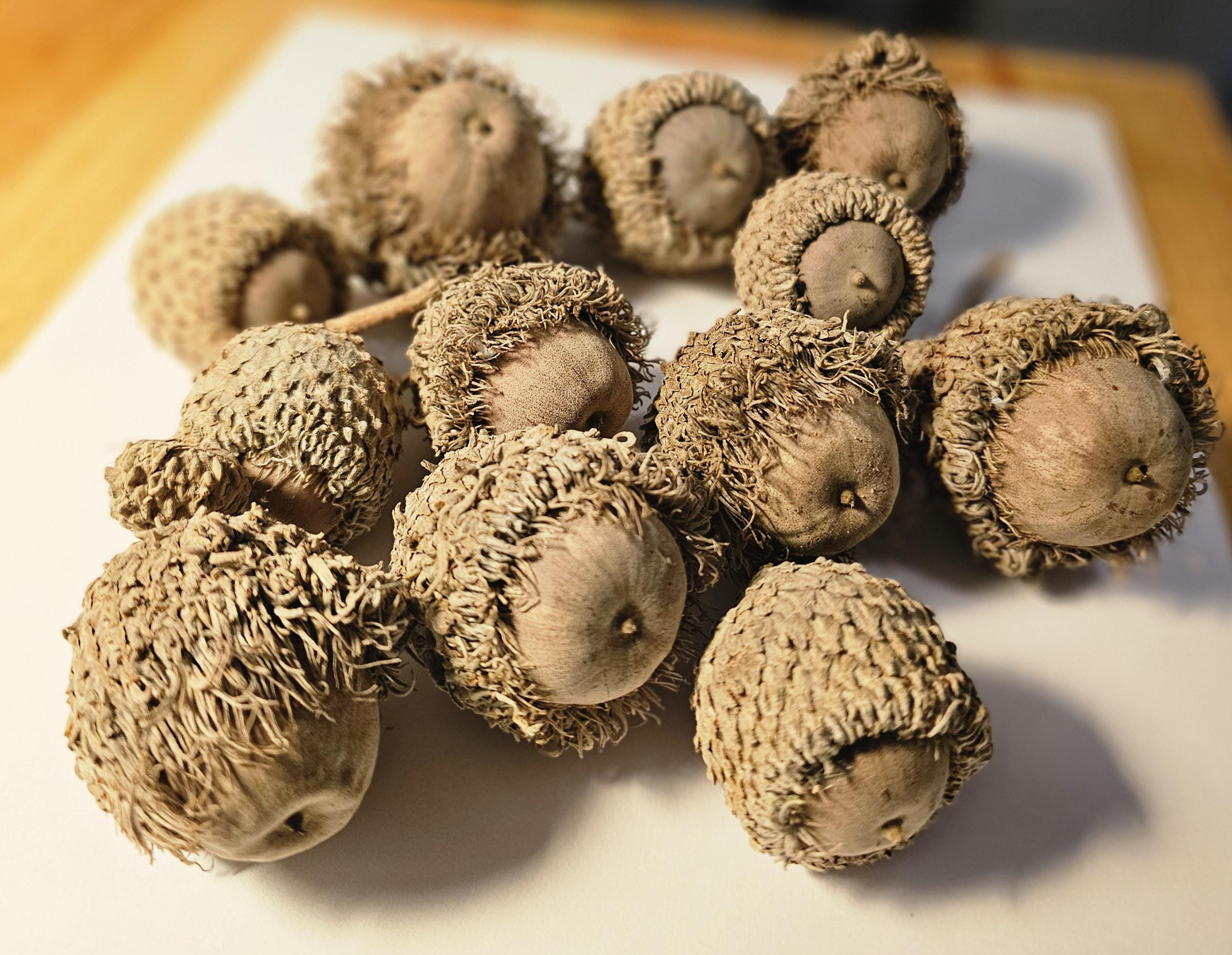 Burr Oak Acorns – Natural Fall Decor, Rustic Wedding Crafts (10 Count ...