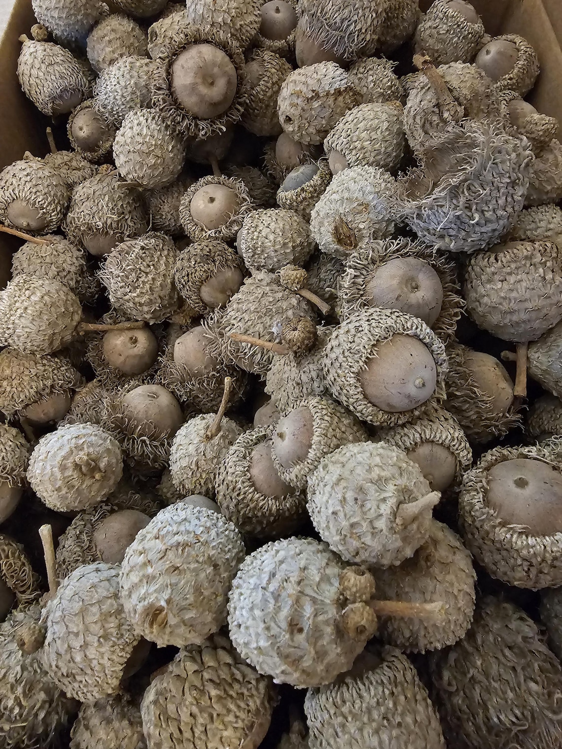 Burr Oak Acorns – Natural Fall Decor, Rustic Wedding Crafts (10 Count ...