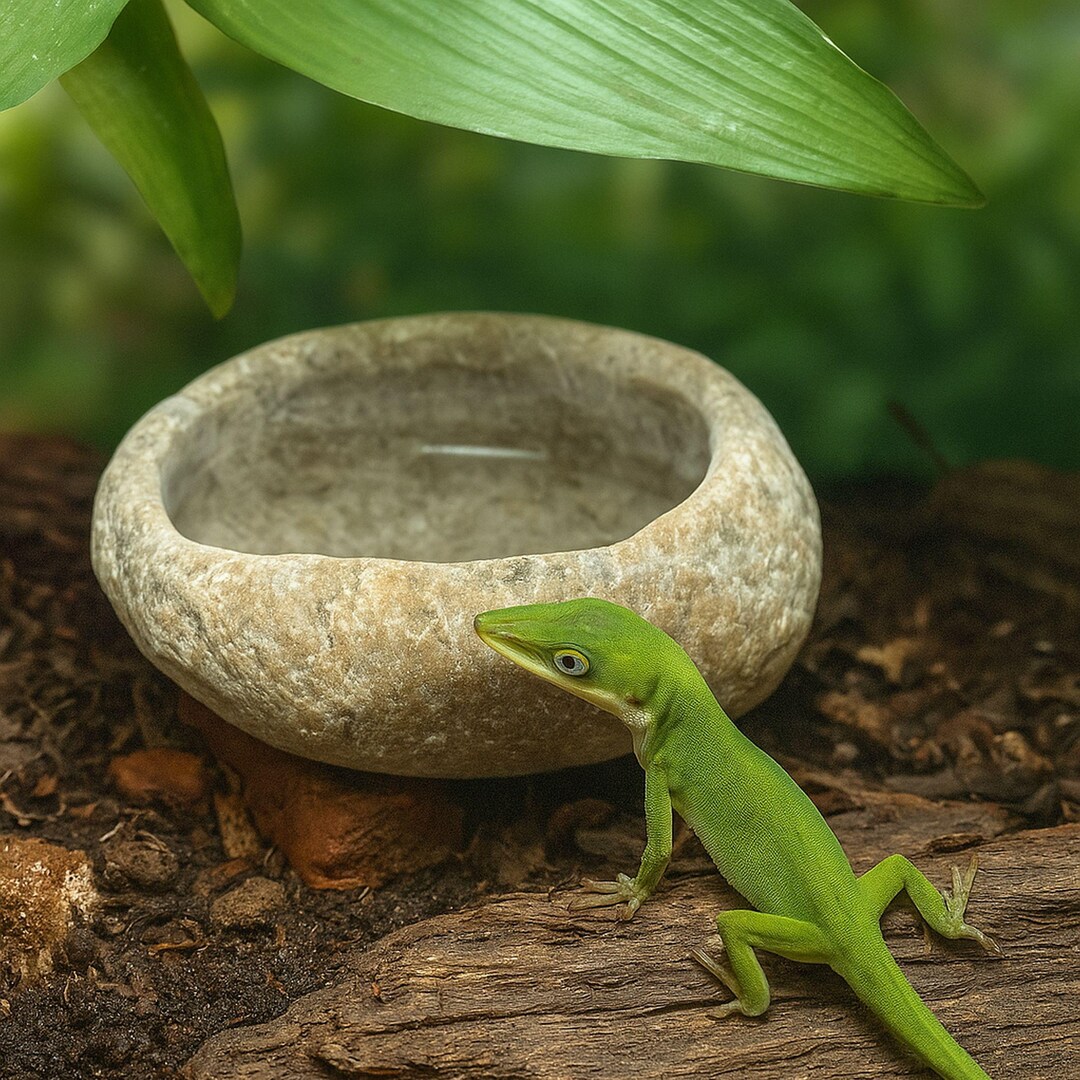 Lizards Stone Bowl Green Anole | Lizards Reptile Dish, Food & Water for ...