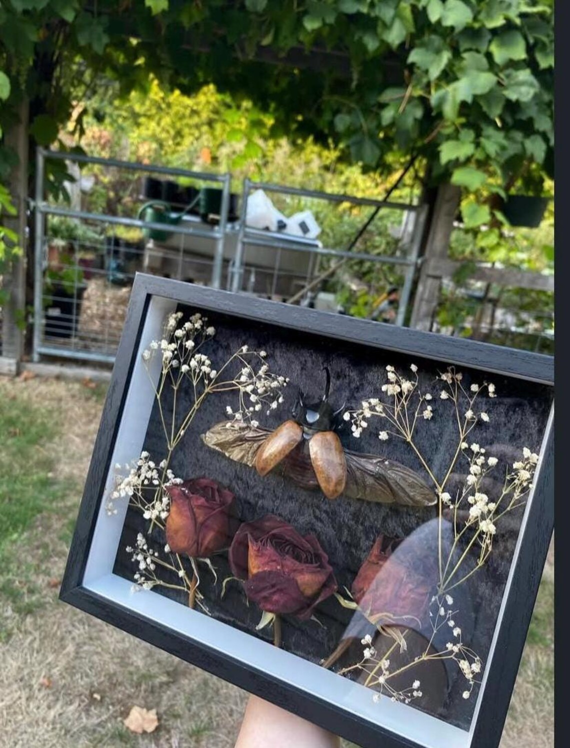 Rhinoceros Beetle Taxidermy - Etsy