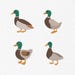 Mallard Duck Embroidery Design, Mini Ducks Embroidery Design, Flying ...