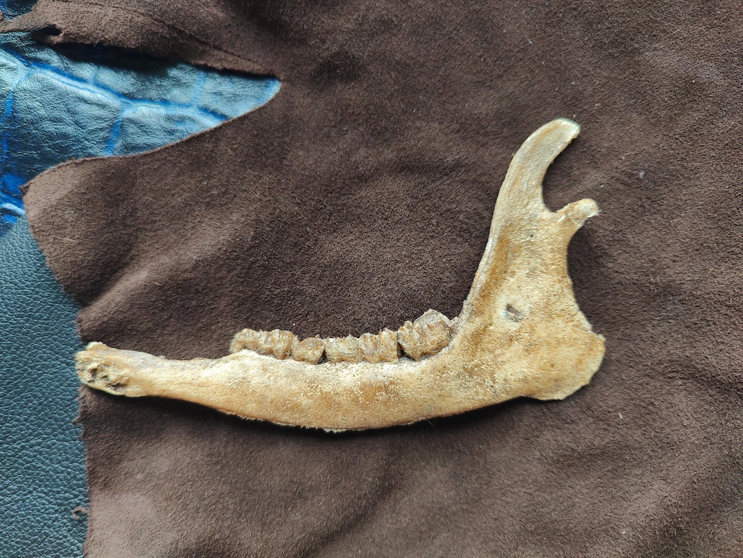 Lower Jawbone of Deer / Polyurethane Foam Bone - Etsy
