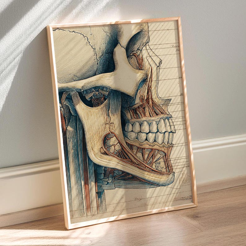 Vintage Dental Anatomy Art Prints • Dentist Office Decor (set of 6 ...