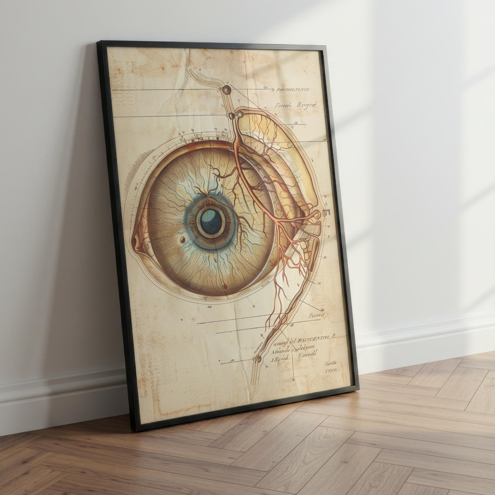 Vintage Eye Anatomy Wall Art Set, Ophthalmology Medical Posters ...