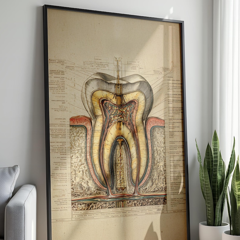 Vintage Dental Anatomy Art Prints • Dentist Office Decor (set of 6 ...