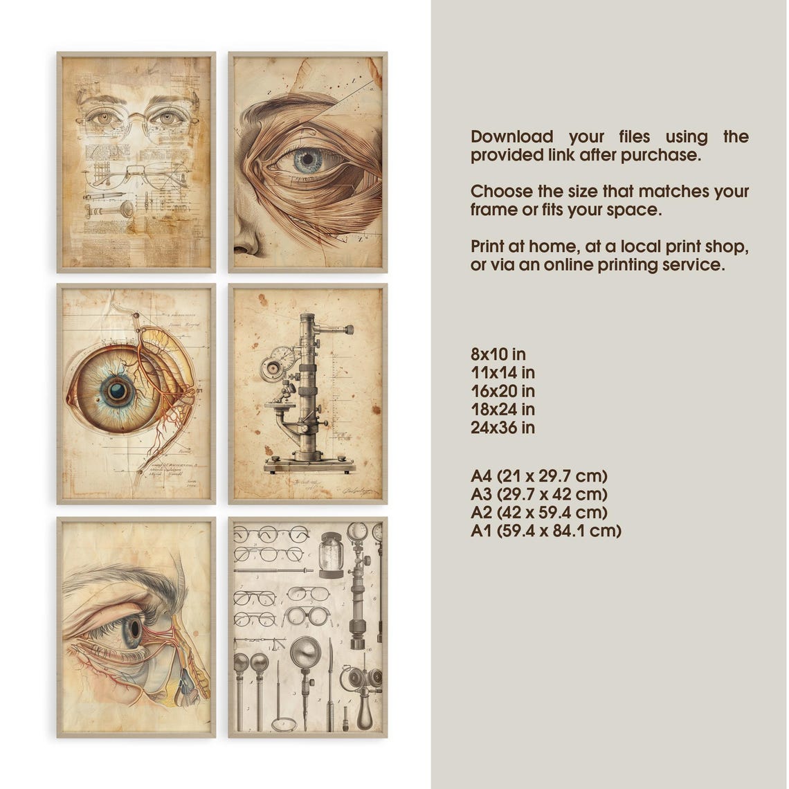 Vintage Eye Anatomy Wall Art Set, Ophthalmology Medical Posters ...