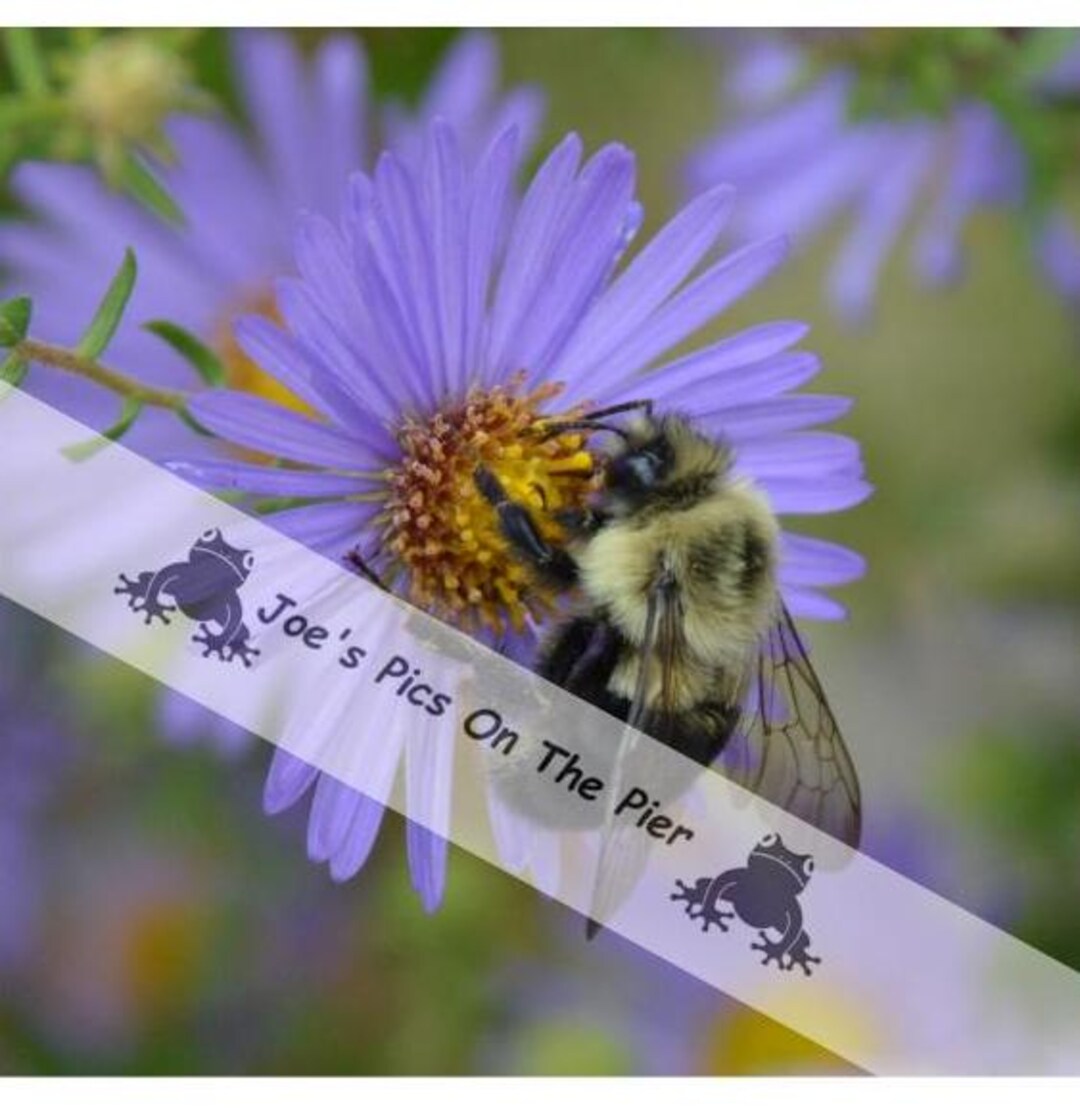 Square Bumblebee - Etsy