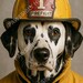 Firefighter Pup – Dalmatian Dog Portrait in Uniform (digital Download ...