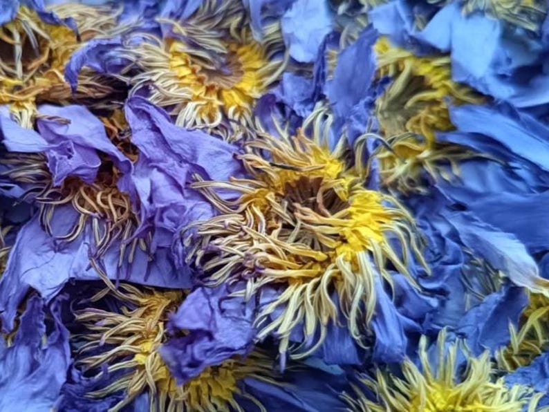 Flores de lótus azuis orgânicas | Lírio do Ceilão seco para chá de ...
