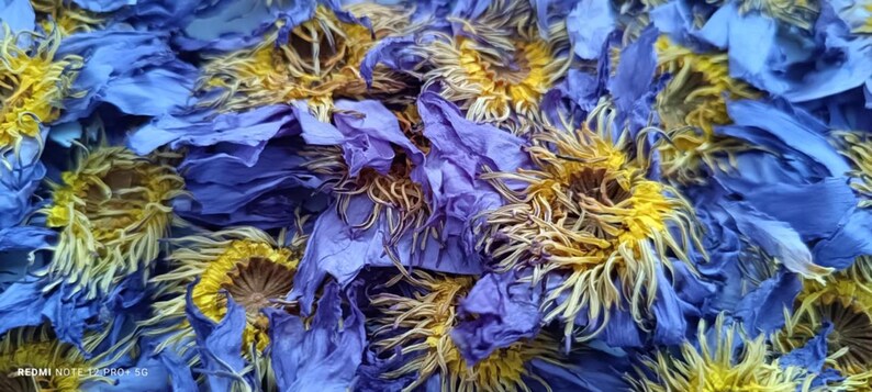 Flores de lótus azuis orgânicas | Lírio do Ceilão seco para chá de ...