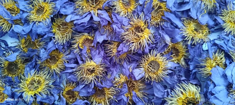 Flores de lótus azuis orgânicas | Lírio do Ceilão seco para chá de ...