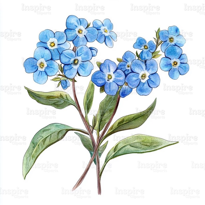 Forget Me Not Clipart Collection, Forget-me-not Illustration, Printable ...