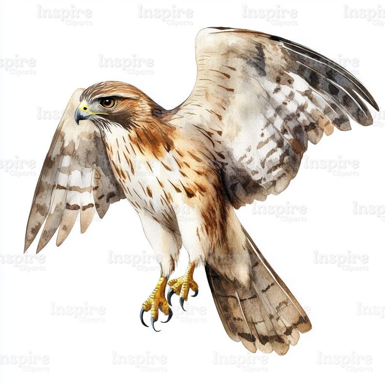 Hawk Illustration Clipart, Watercolor Hawk Art, Digital Clipart ...