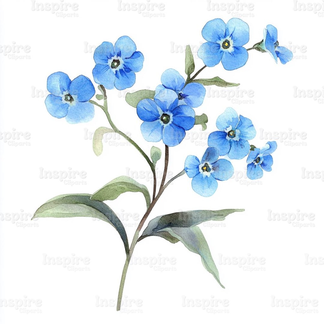 15 Forget Me Not Clipart Illustrations, Forget-me-not Stem Artwork ...