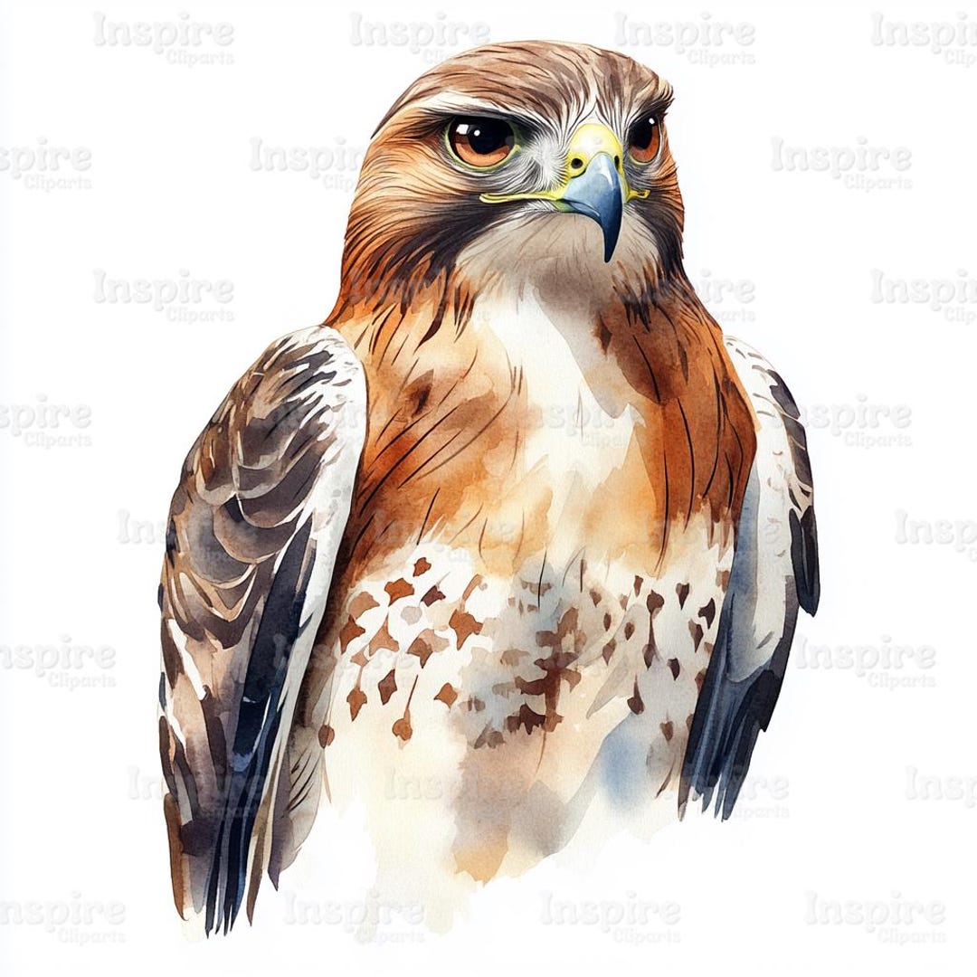 Hawk Illustration Clipart, Watercolor Hawk Art, Digital Clipart ...