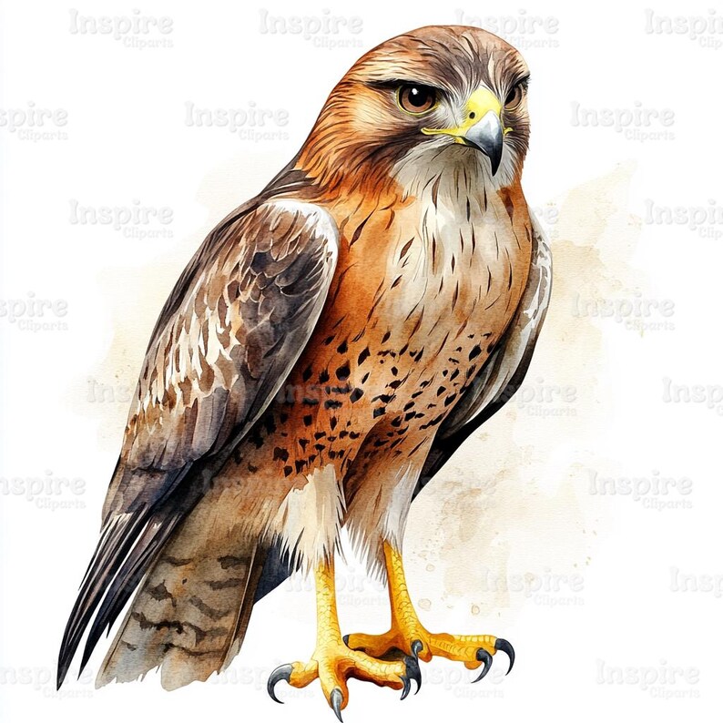 Hawk Illustration Clipart, Watercolor Hawk Art, Digital Clipart ...