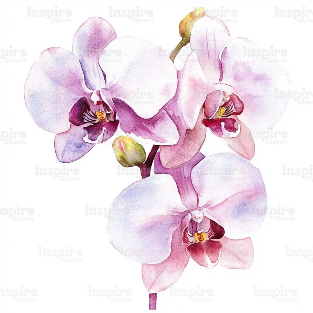 15 Orchid Clipart Illustrations, Watercolor Orchids Prints, Printable ...