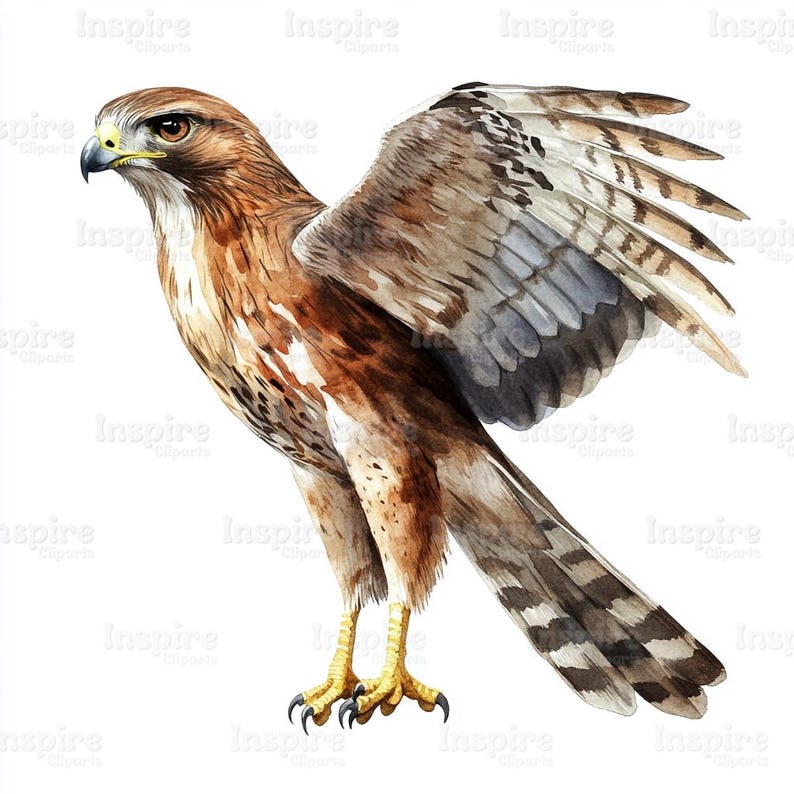 Hawk Illustration Clipart, Watercolor Hawk Art, Digital Clipart ...