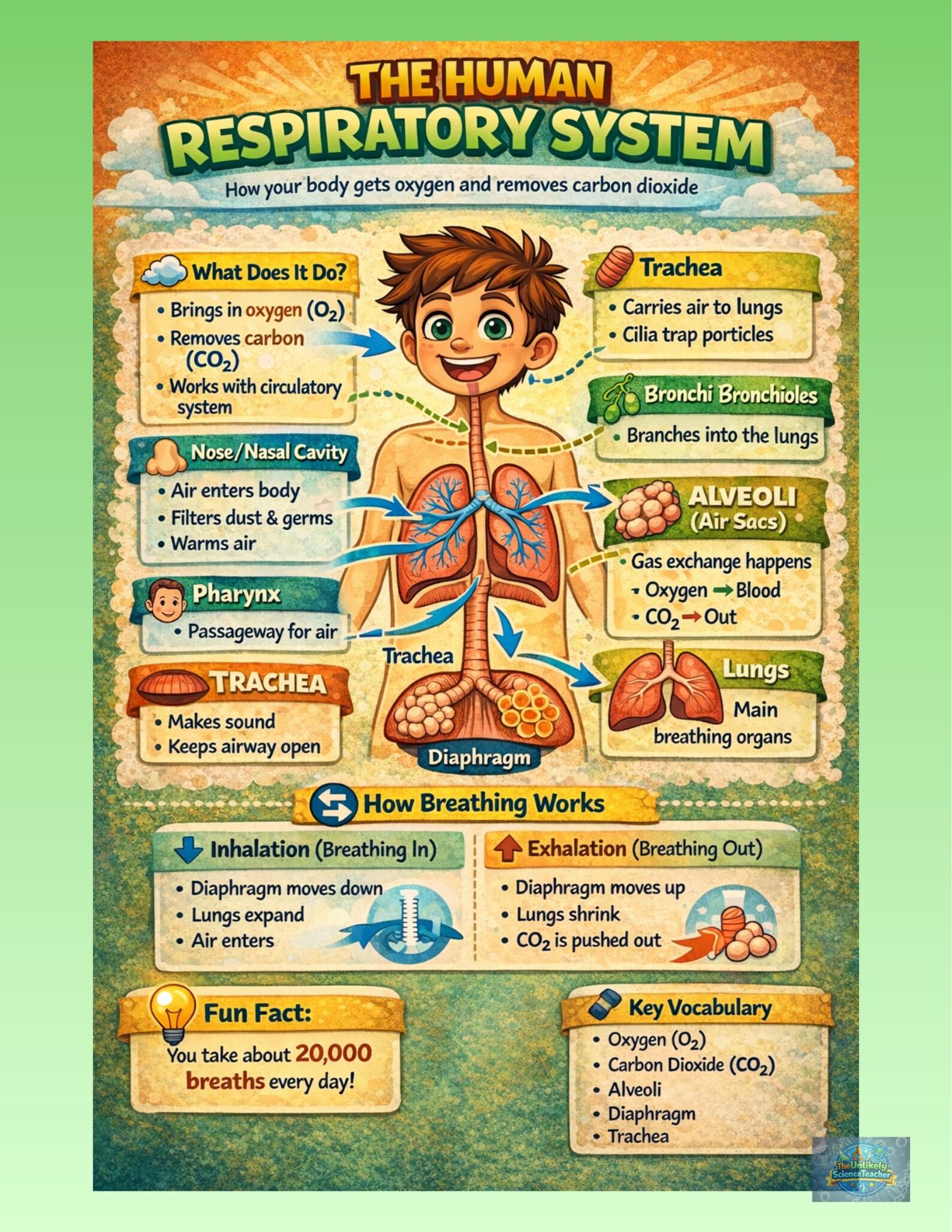 Human Respiratory System Poster NGSS Aligned PDF Printable - Etsy