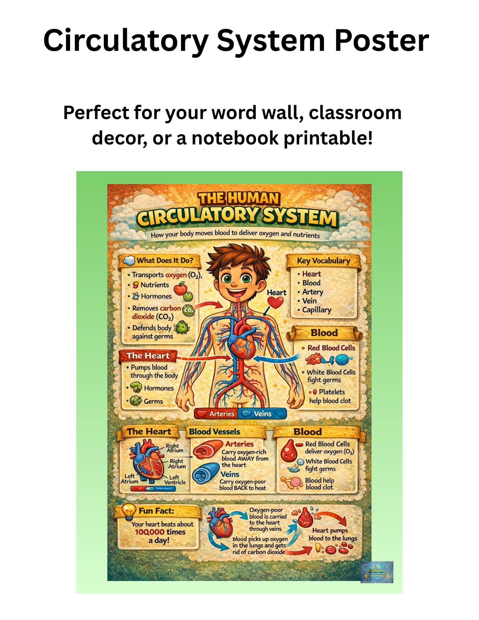 Human Circulatory System Poster NGSS Aligned PDF Printable - Etsy