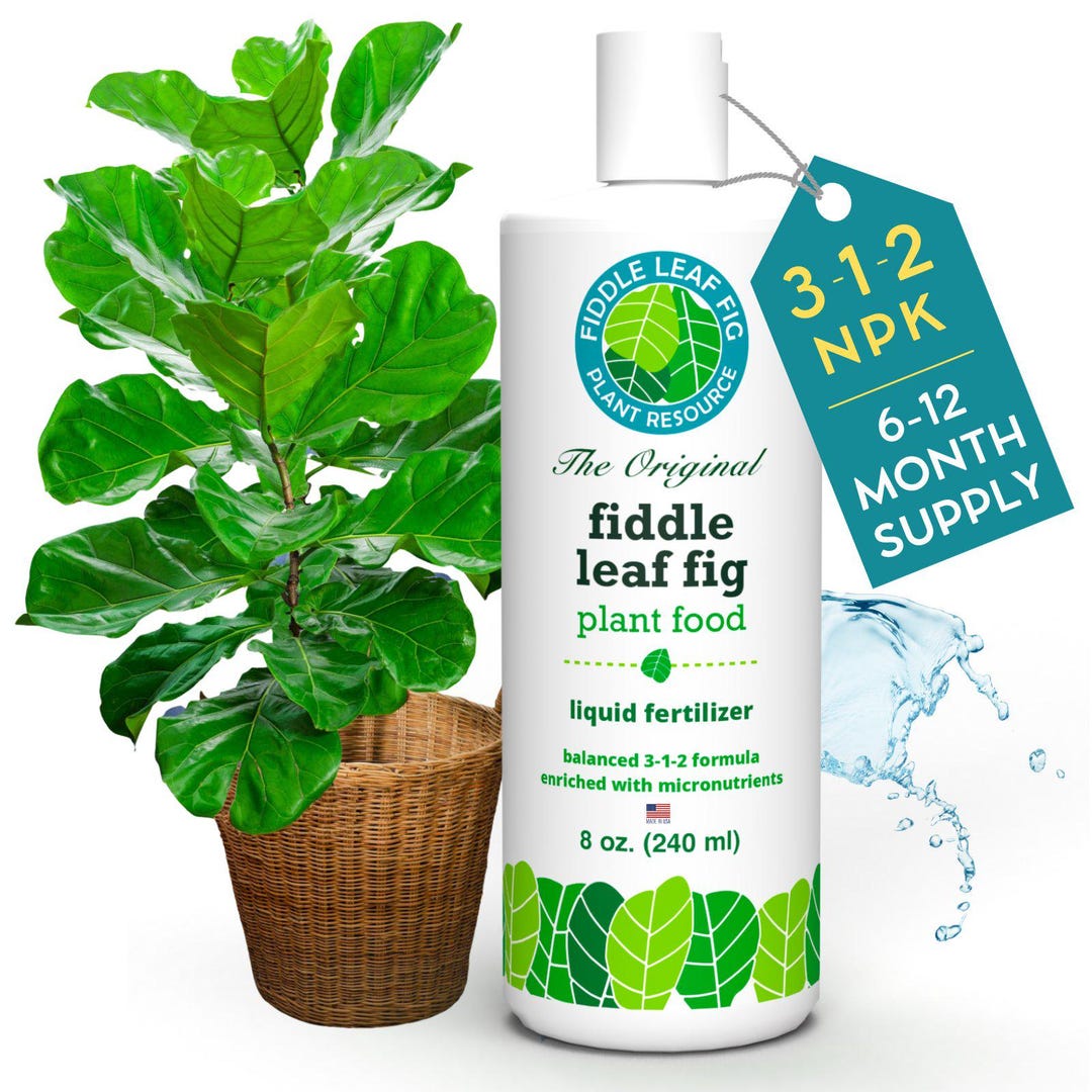 Fiddle Leaf Fig Tree Plant Food for Ficus Lyrata (and Ficus Audrey ...