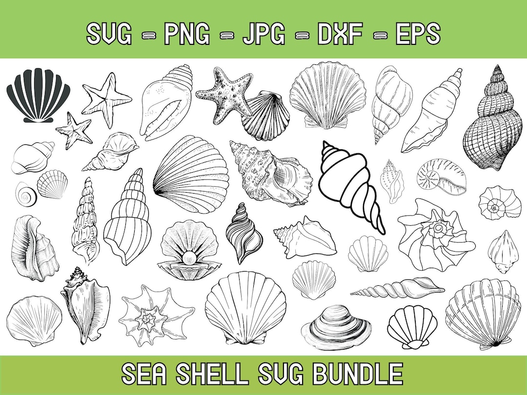 Seashell SVG Bundle, Seashell PNG Bundle, Seashell Clipart, Seashell ...