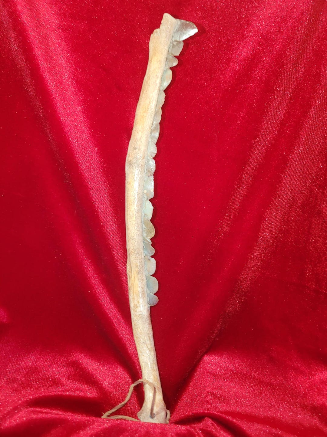 Flint Stone Sickle With Teeth Imbedded in a Rib Bone Replica Ancient ...
